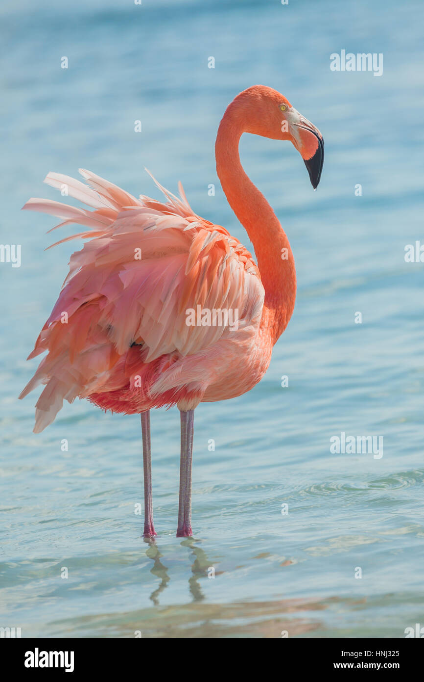 Flamingo beach hi-res stock photography and images - Alamy