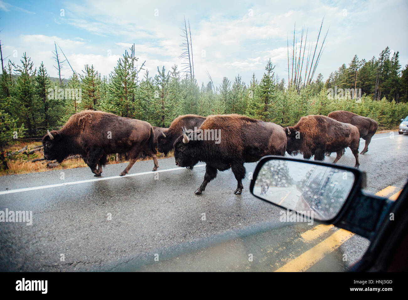 American bison walking on road seen through car window Stock Photo - Alamy