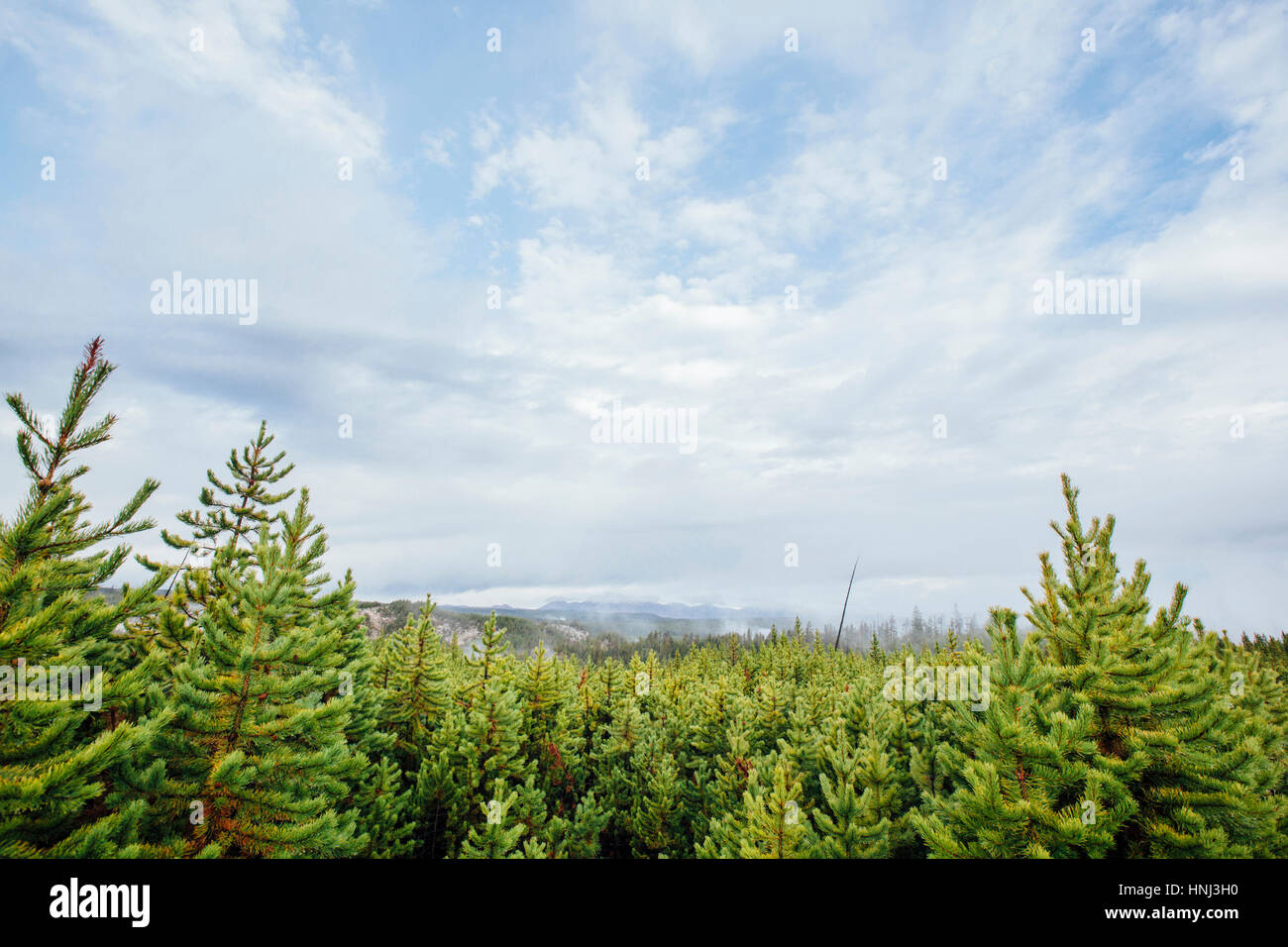 Pine trees sky clouds forest hi-res stock photography and images - Alamy