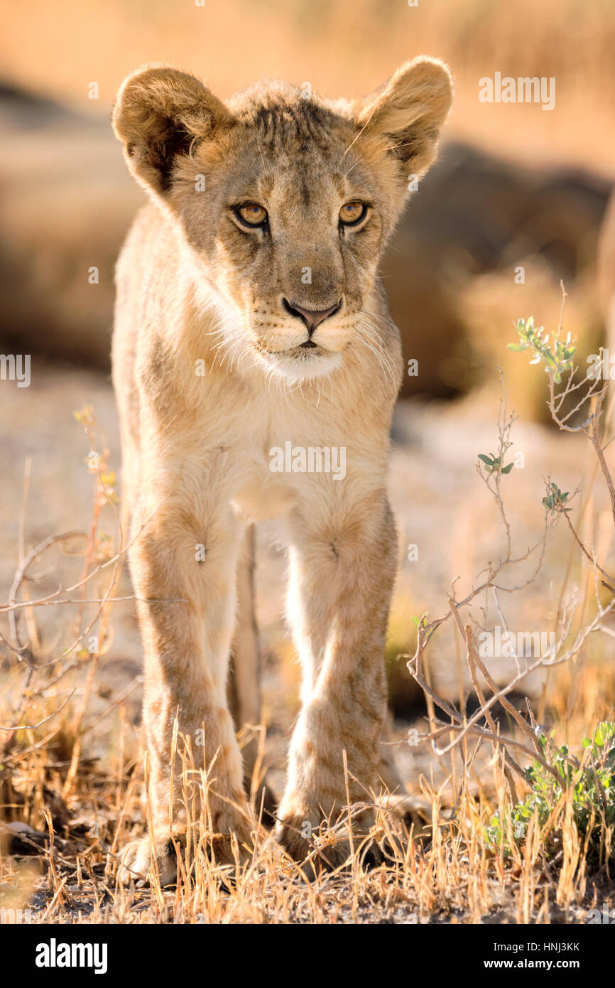 African lion pride walking in hi-res stock photography and images - Alamy