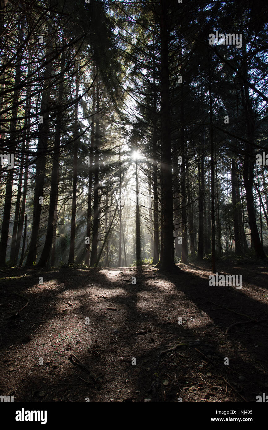 Sunlight emitting through trees in forest Stock Photo - Alamy