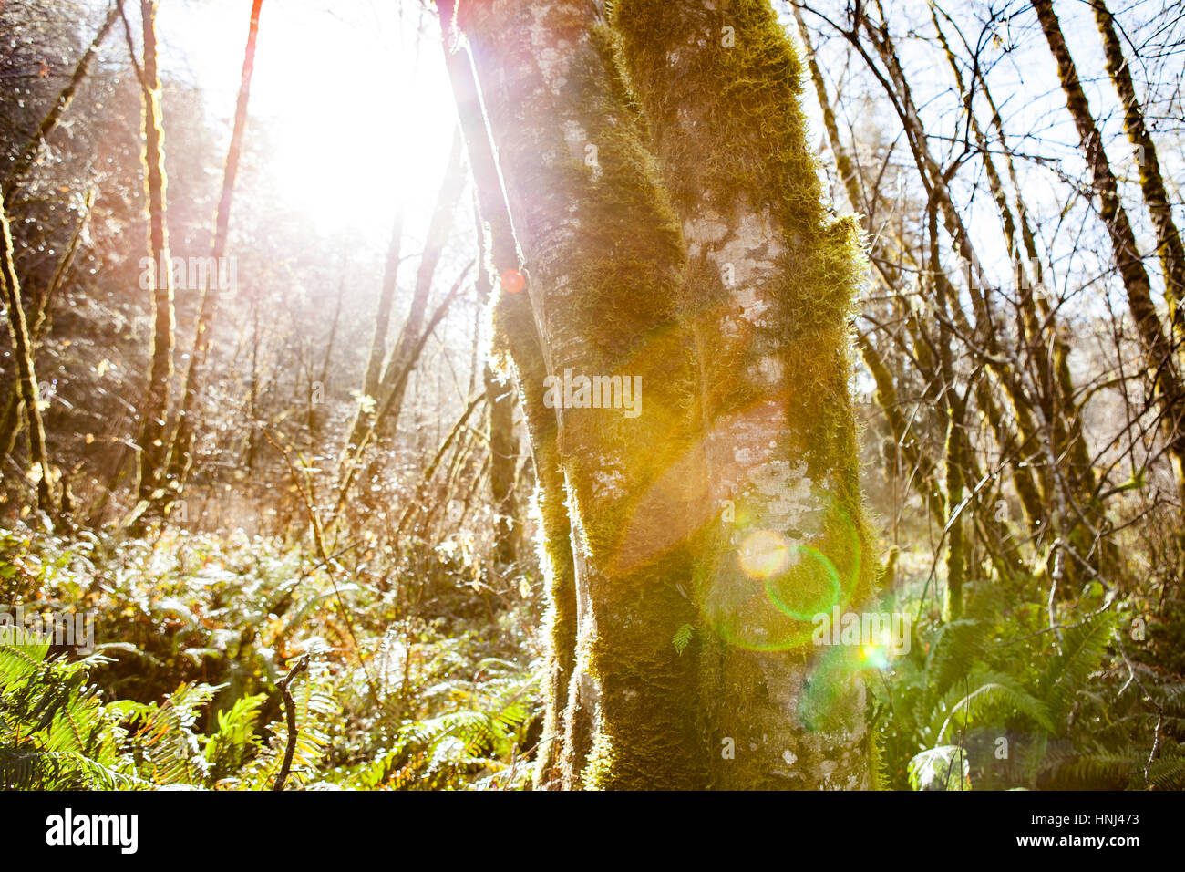 Lens flare tree hi-res stock photography and images - Alamy