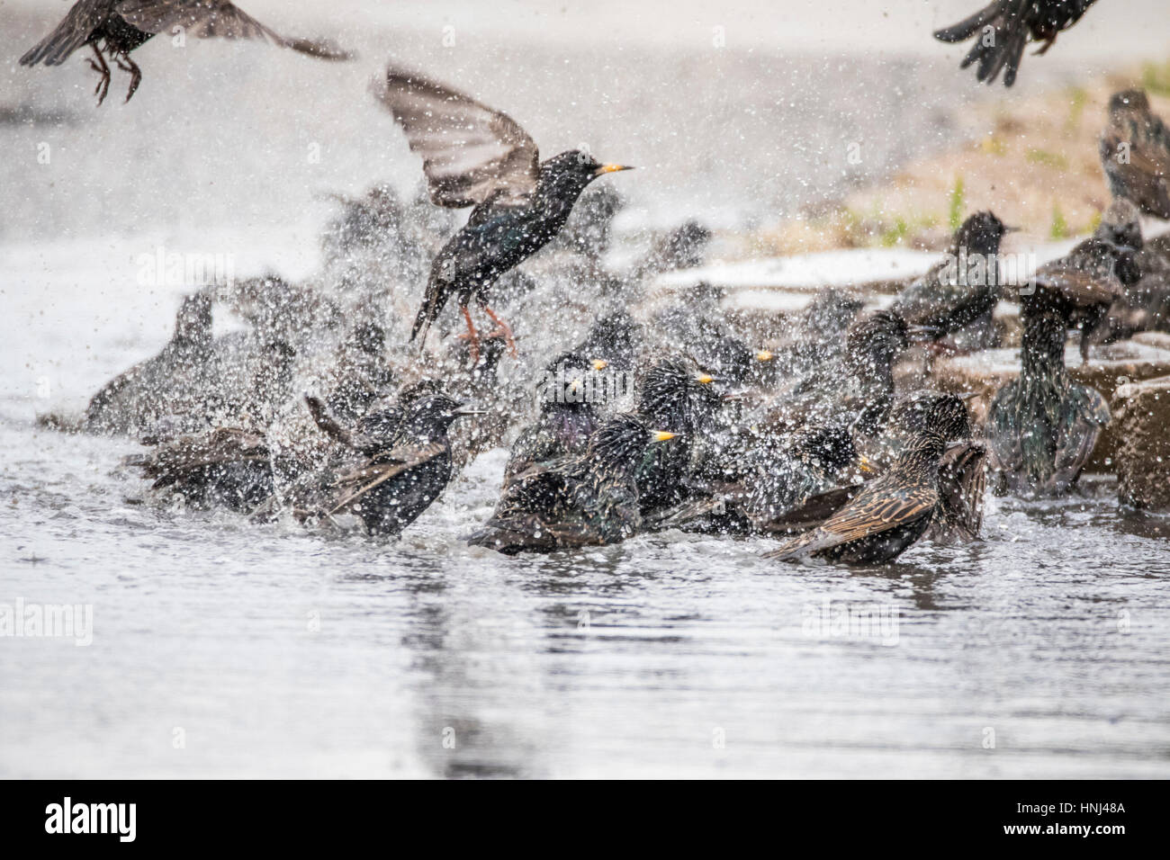 Wet birds hi-res stock photography and images - Alamy