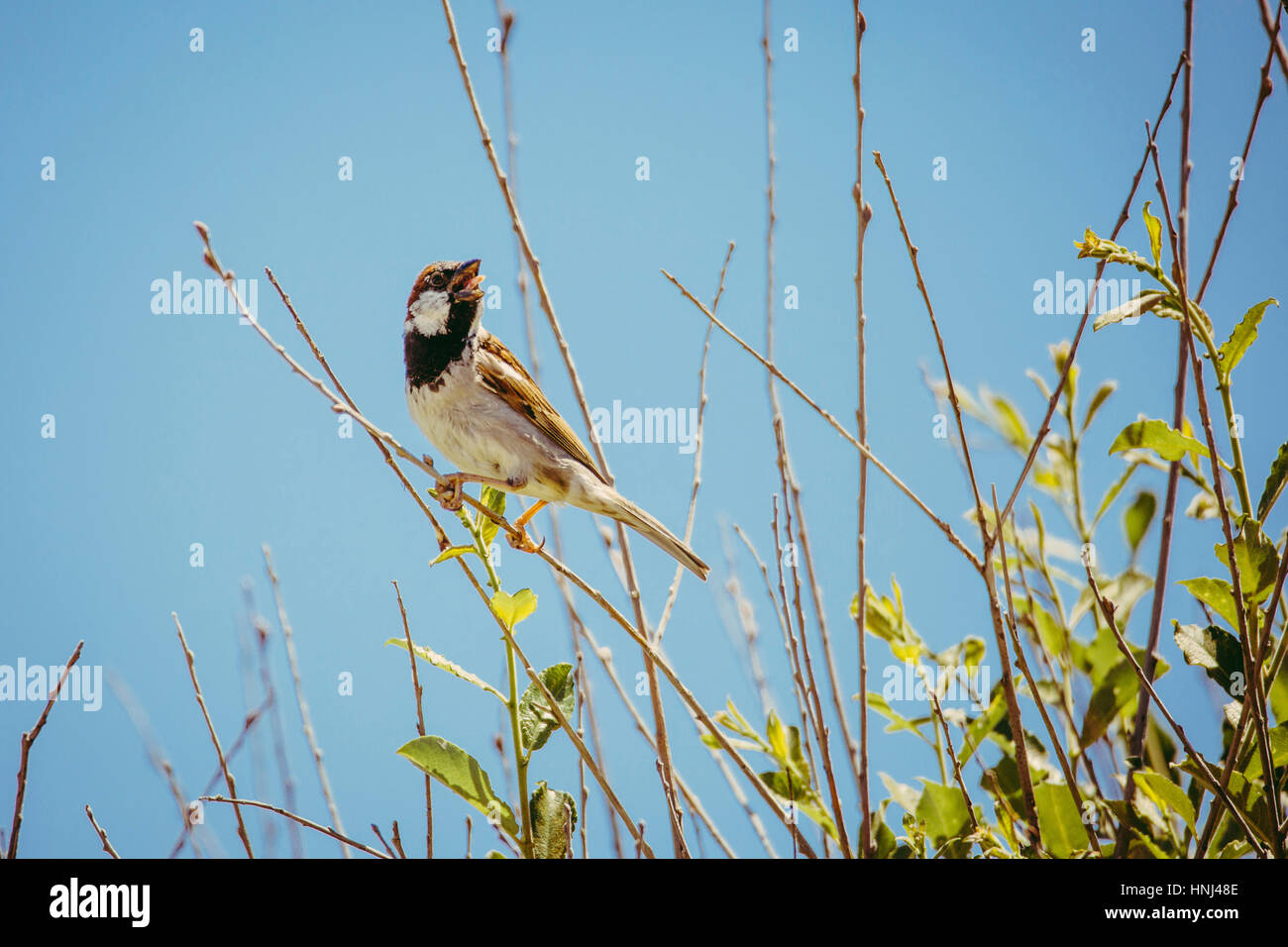 Sunlight plant hi-res stock photography and images - Alamy