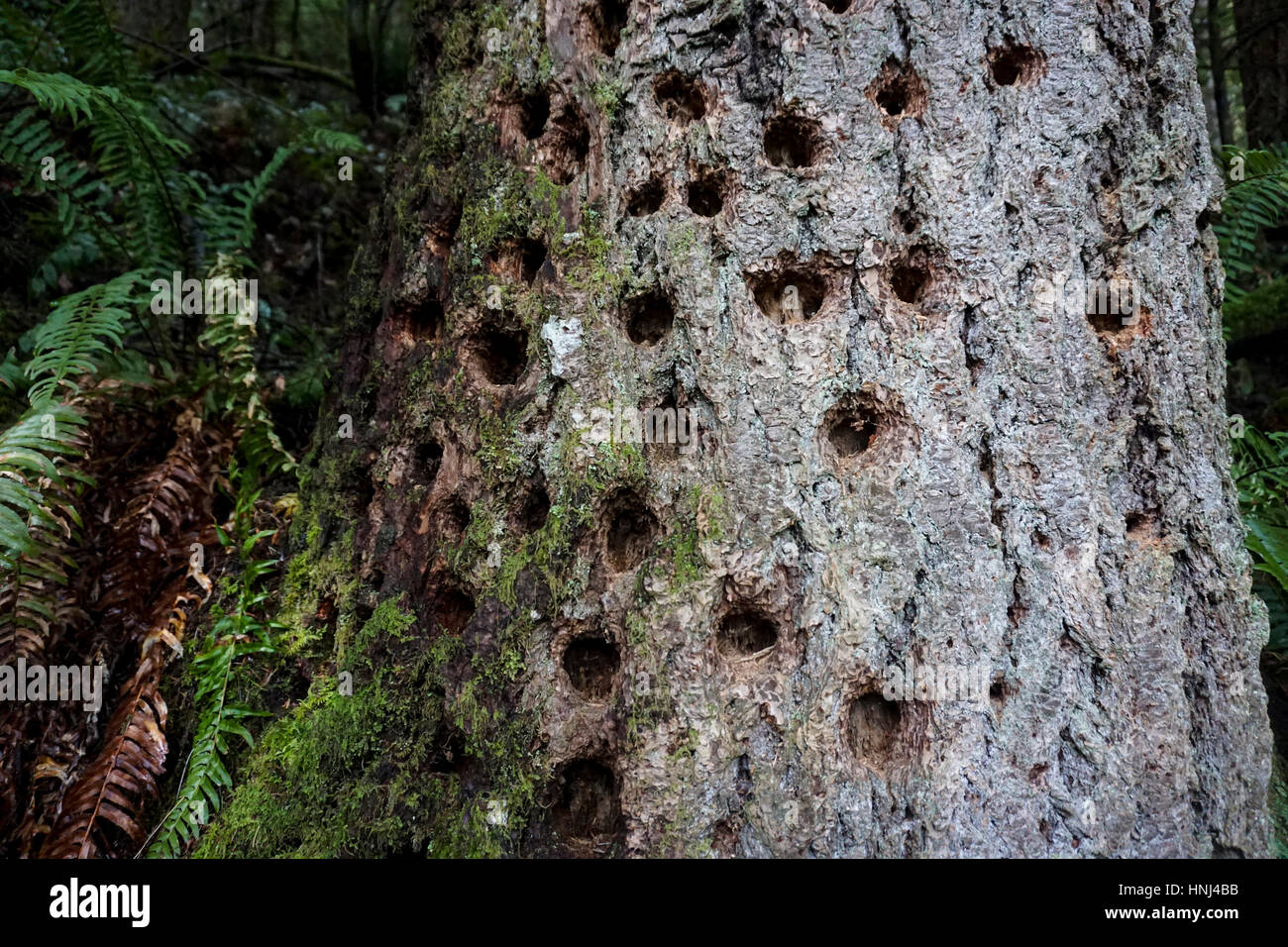 Forest trunk nature woods hi-res stock photography and images - Alamy