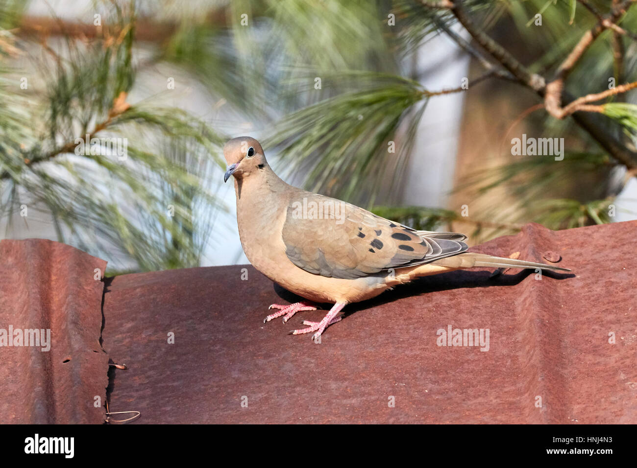 Dove nesting hi-res stock photography and images - Alamy