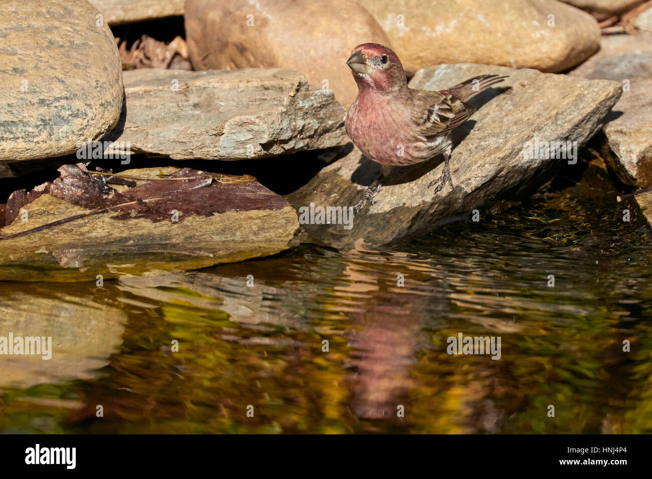 Songbird finch hi-res stock photography and images - Alamy