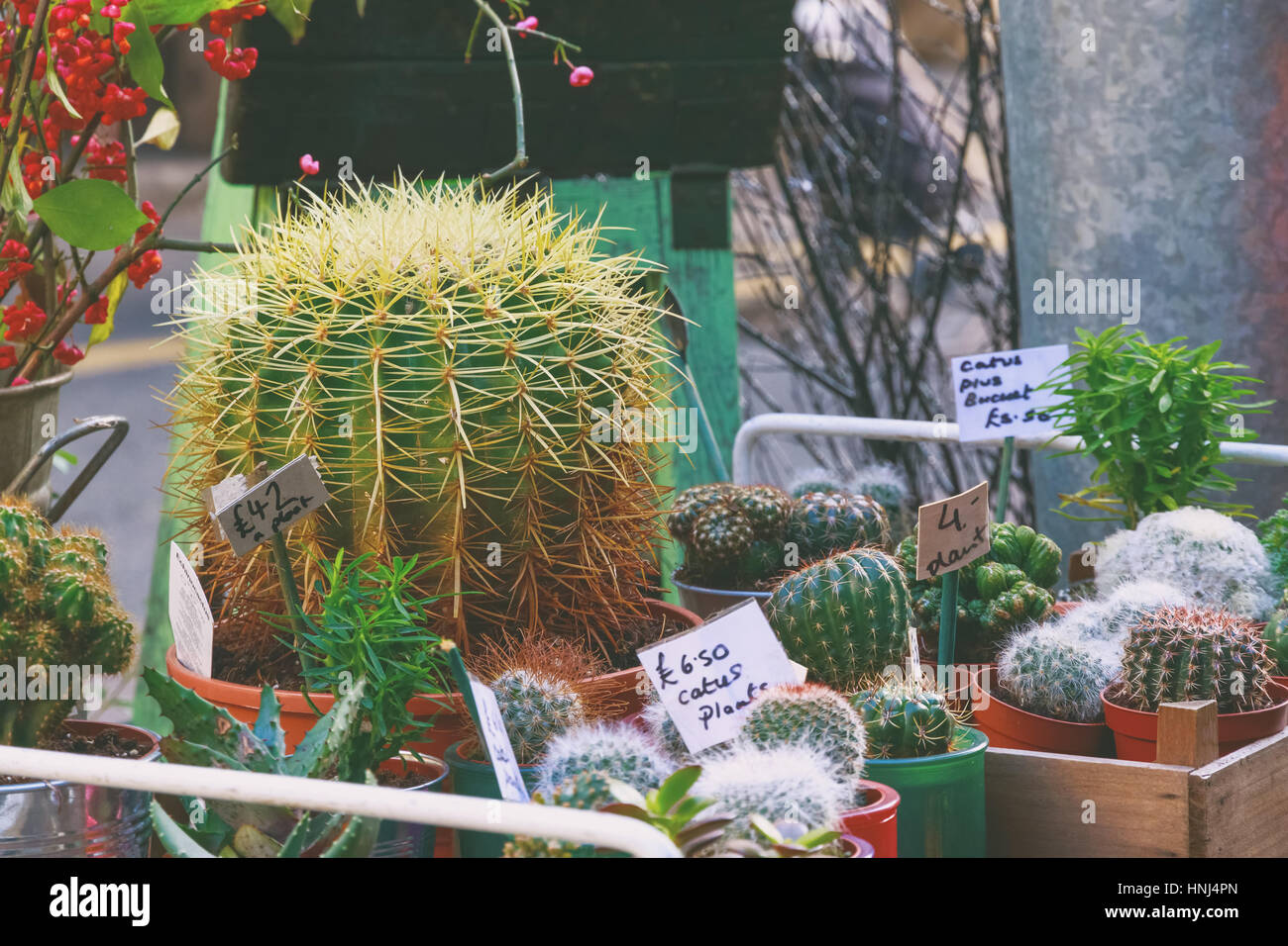 Cactus Display Stock Photos & Cactus Display Stock Images - Alamy