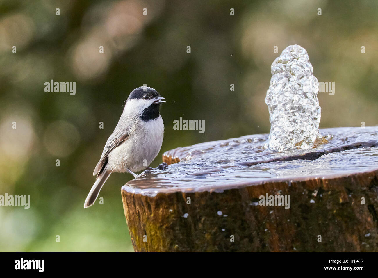 Chickadee with seed hi-res stock photography and images - Alamy