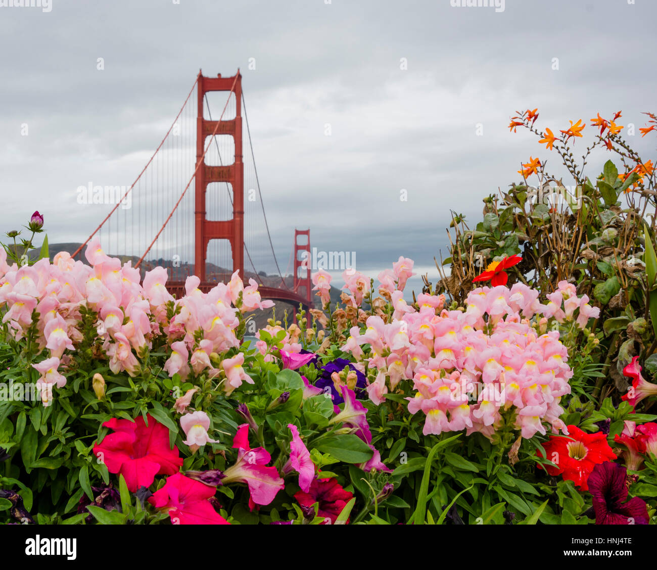 Golden gate bridge structure hi-res stock photography and images - Alamy