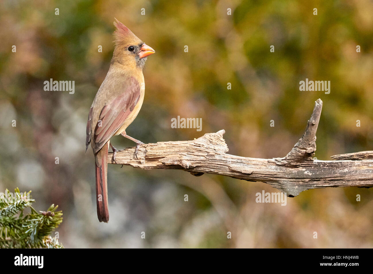 Kentucky state bird hi-res stock photography and images - Alamy