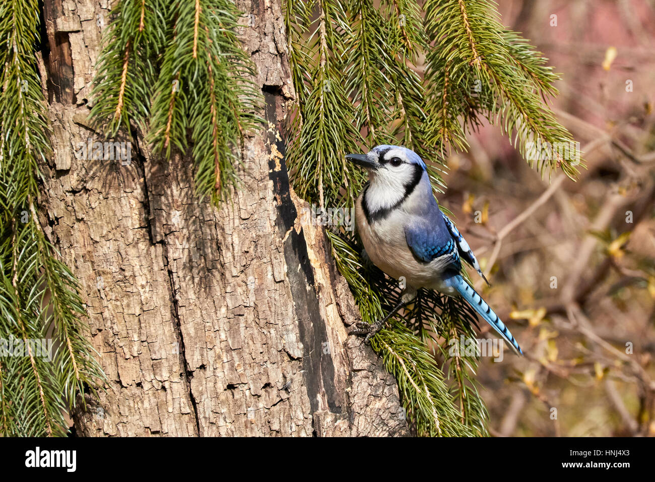 Migrating blue jay hi-res stock photography and images - Alamy
