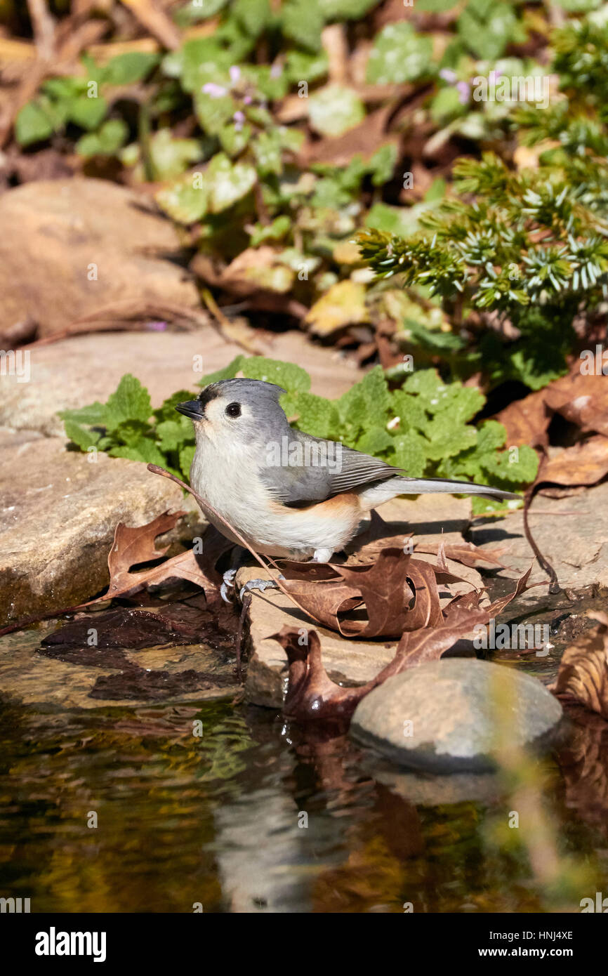 Grey titmouse hi-res stock photography and images - Alamy