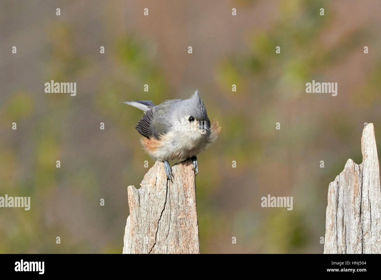 Grey titmouse hi-res stock photography and images - Alamy