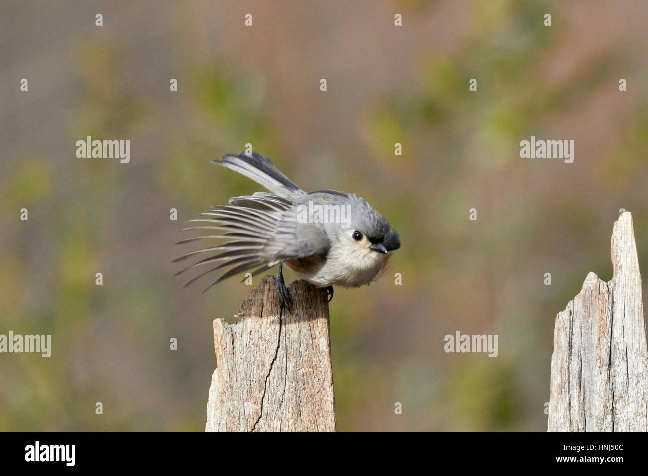 Grey titmouse hi-res stock photography and images - Alamy