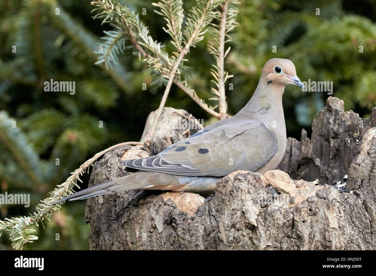 Dove nesting hi-res stock photography and images - Alamy