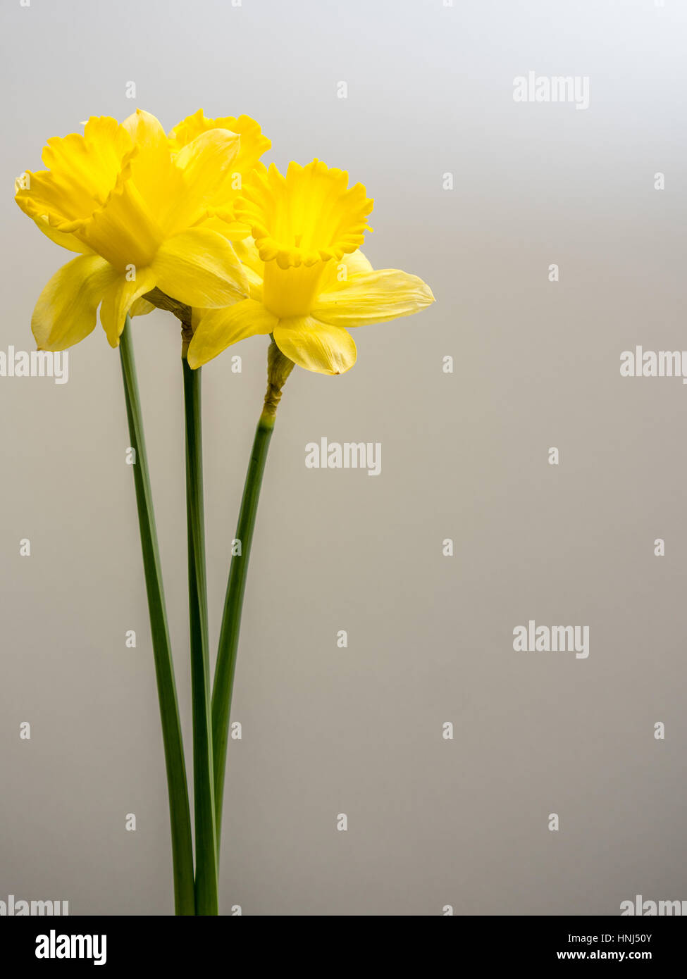Daffodils on a white background, portrait orientation, copy space Stock ...