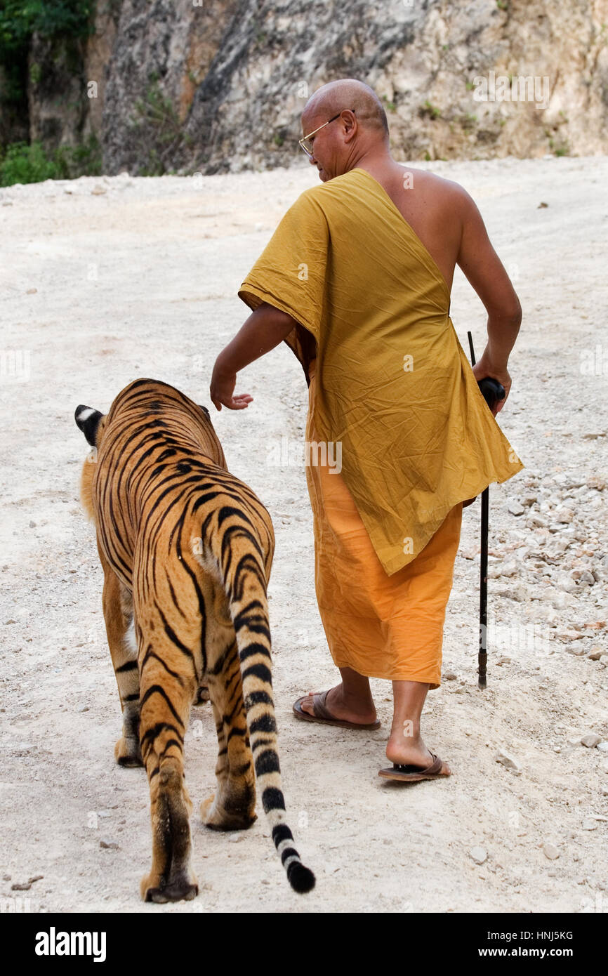 Tamed Tiger