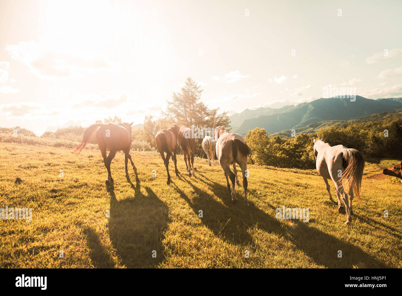 Horses at ranch Stock Photo - Alamy