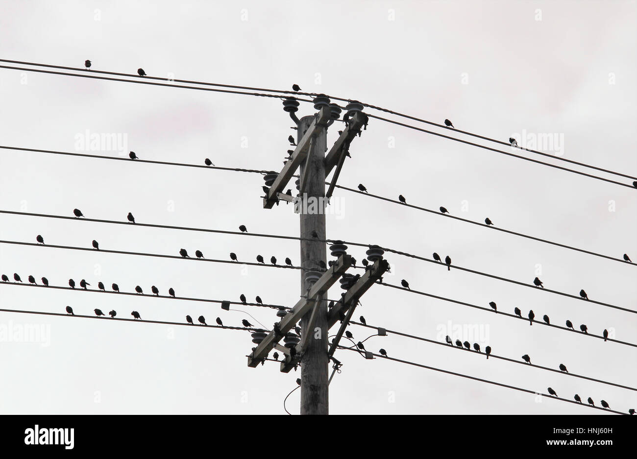 Birds on a wire Stock Photo - Alamy