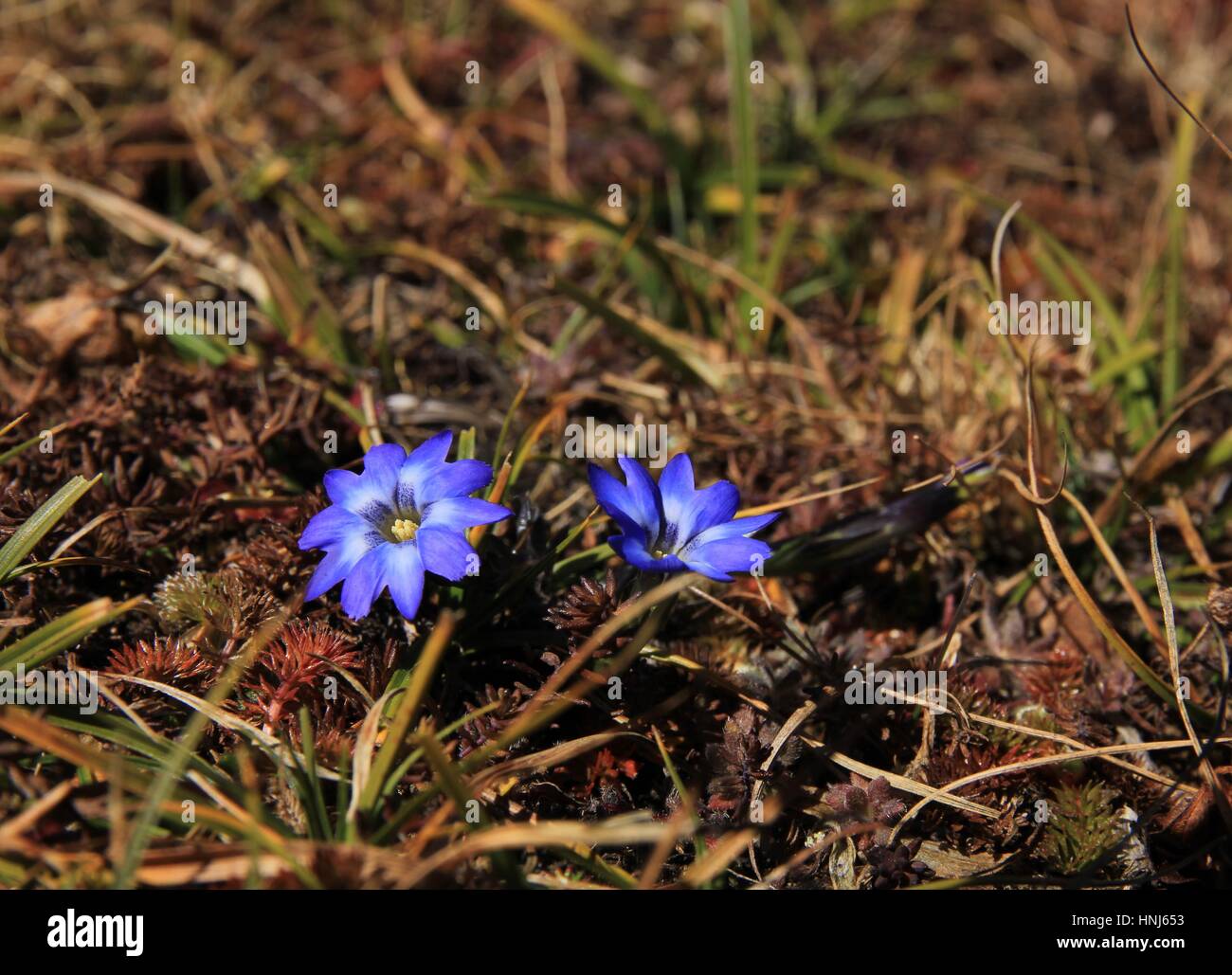 Small autumn flowers growing in the Everest National Park, Nepal Stock ...