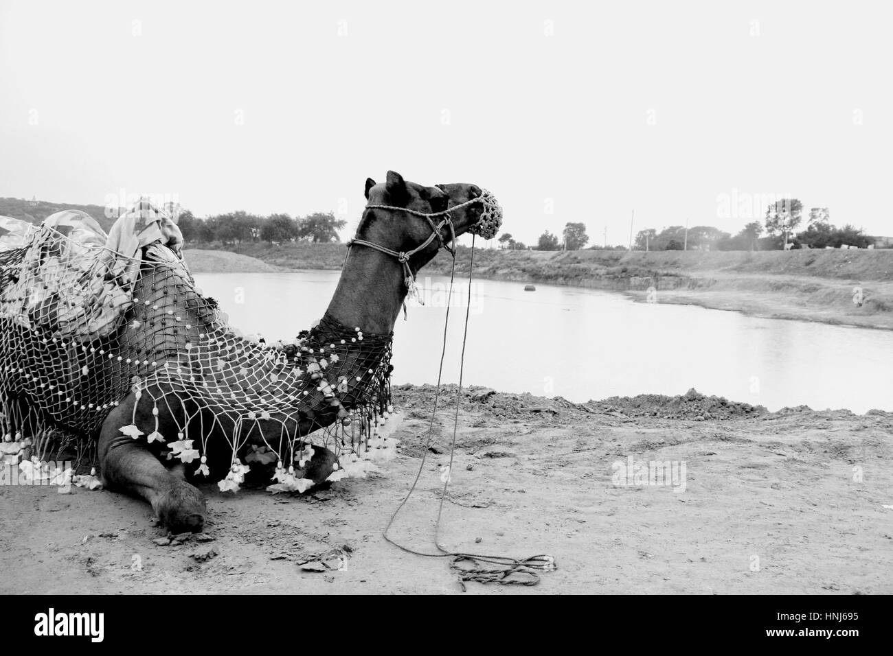 Camel by the lake Stock Photo - Alamy