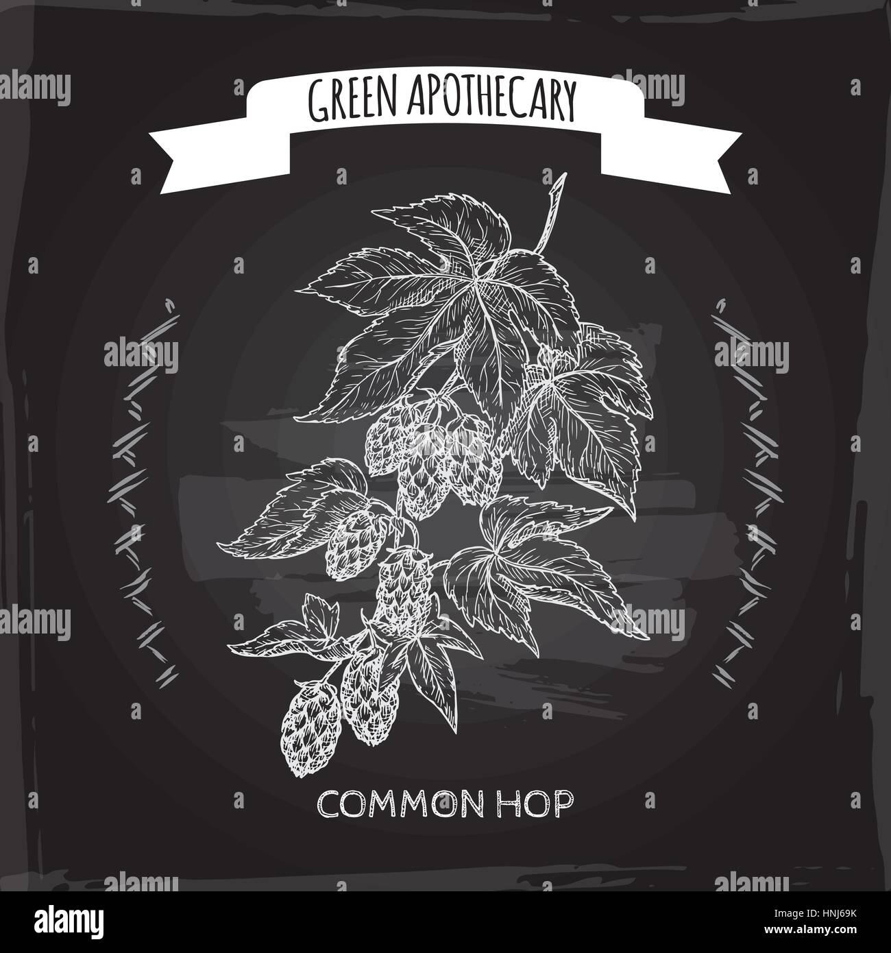 Humulus lupulus aka common hop sketch on blackboard background Stock ...