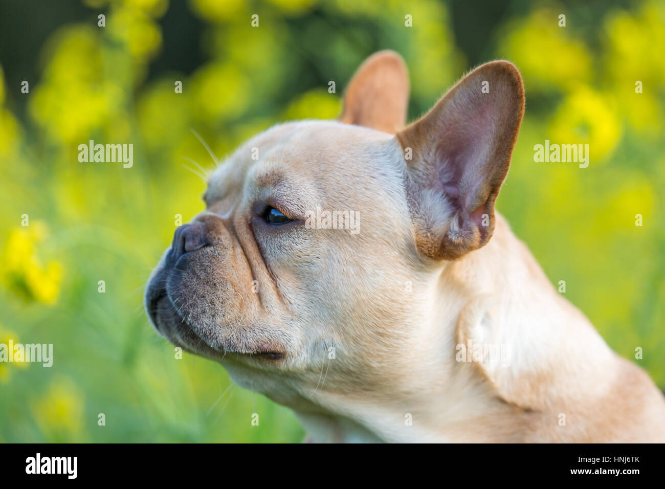 Young French Bulldog Profile View Stock Photo - Alamy