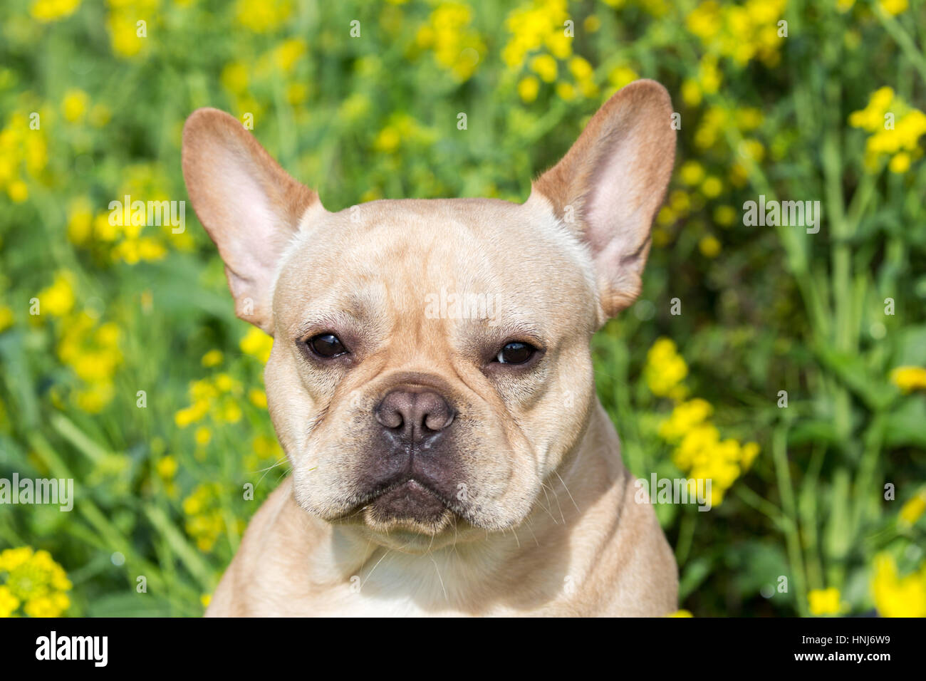 Young French Bulldog Headshot Stock Photo - Alamy