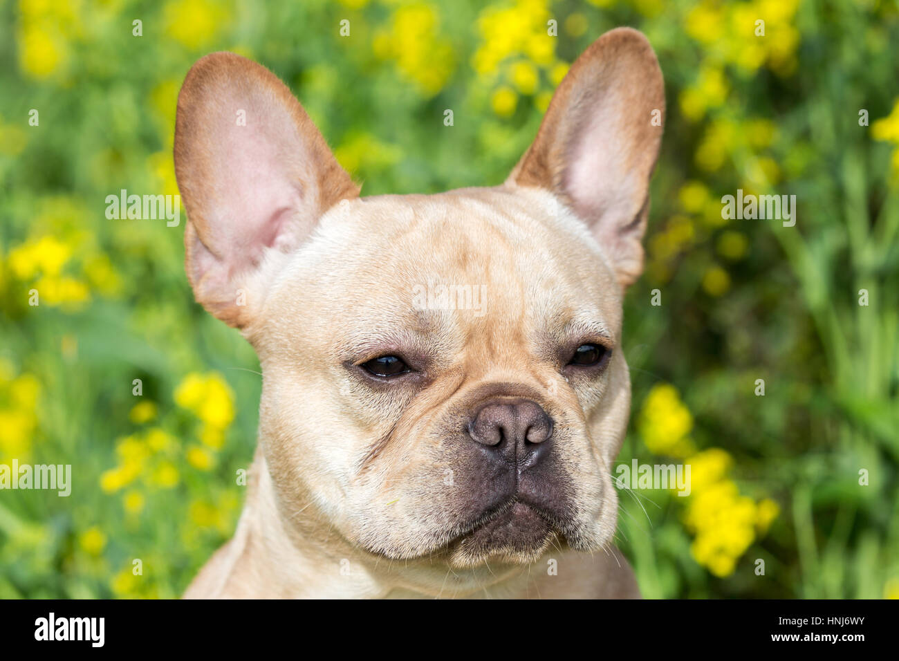 Frenchie colors hi-res stock photography and images - Alamy