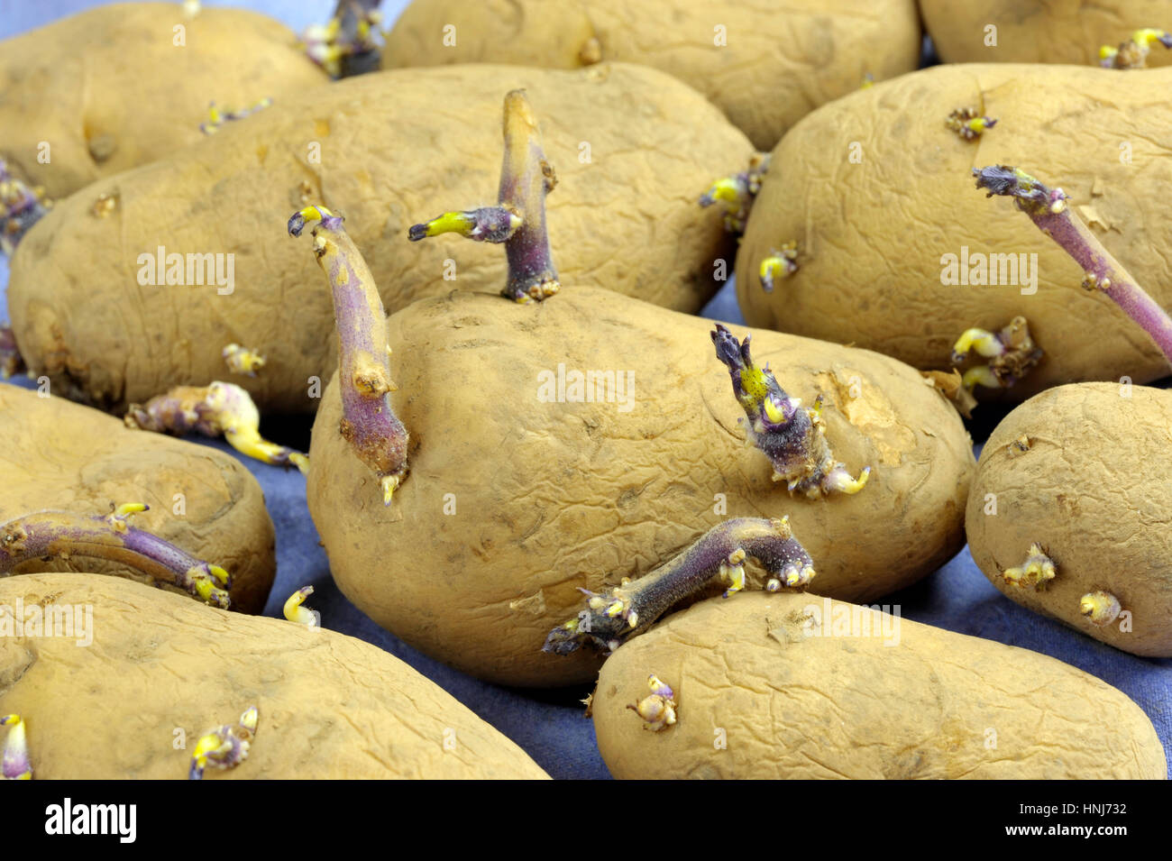 First early potato seeds hi-res stock photography and images - Alamy
