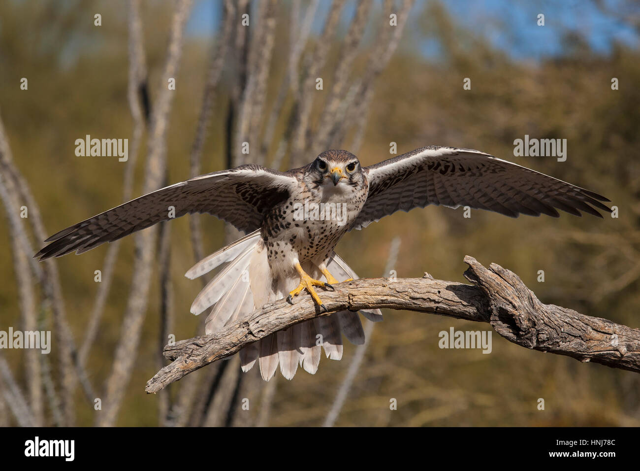 Prairie falcon.Falco mexicanus Stock Photo - Alamy
