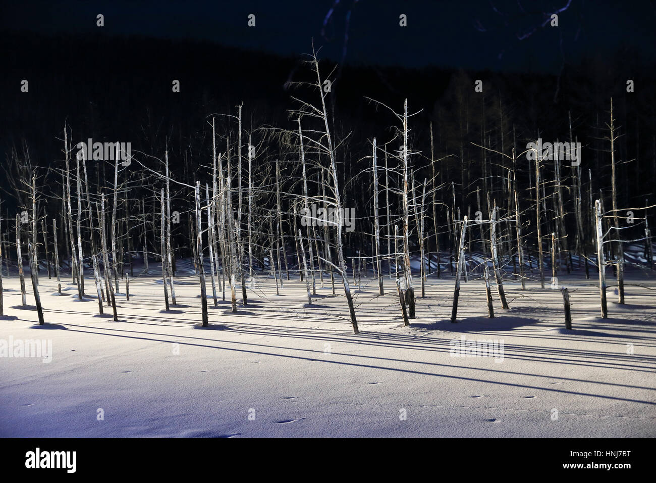 Dead tree in winter Stock Photo - Alamy