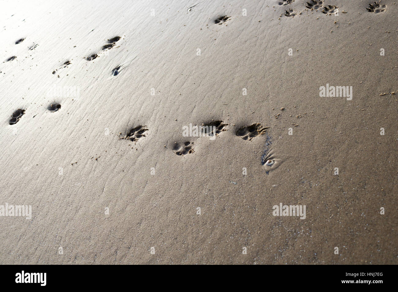 Formby footprints hi-res stock photography and images - Alamy
