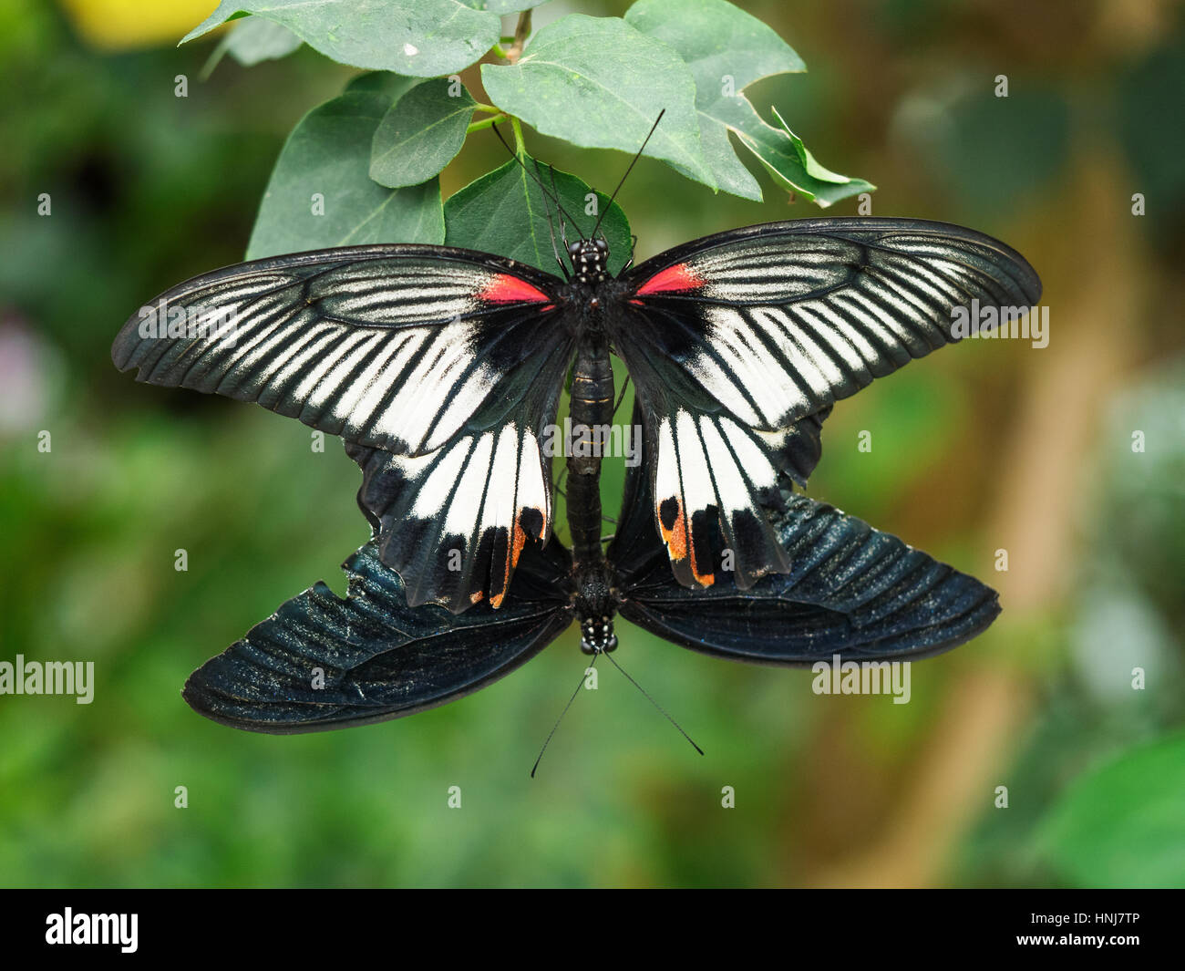 Chinese windmill hi-res stock photography and images - Alamy