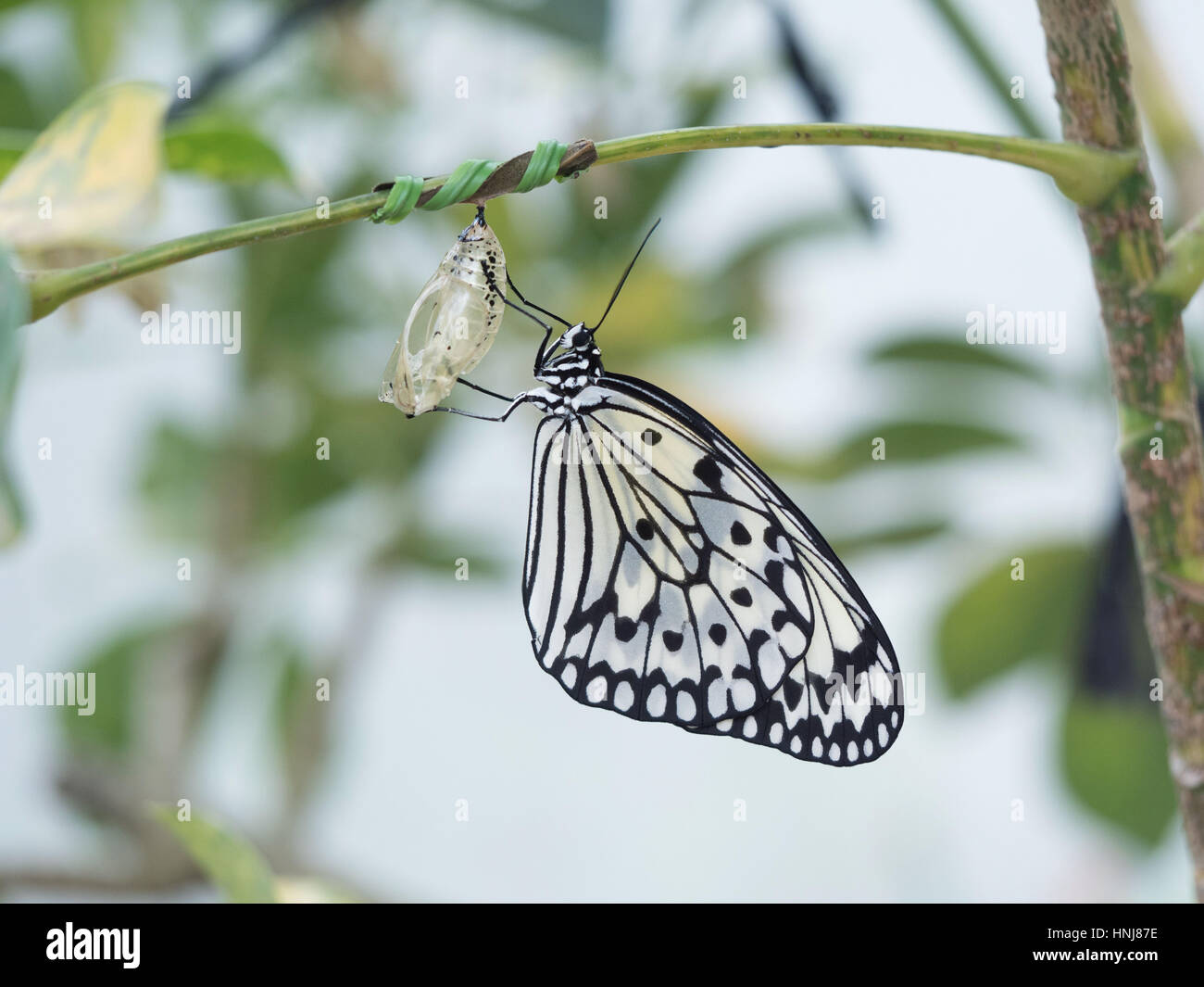 Tree nymph butterfly Stock Photo - Alamy