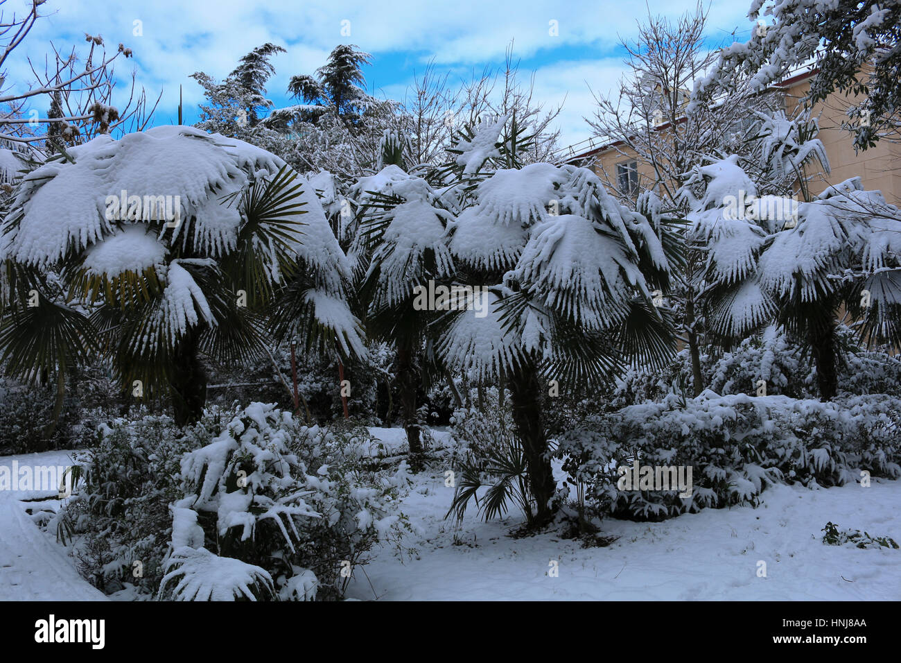 Snowfall in the park. palm trees covered by snow in december Stock ...