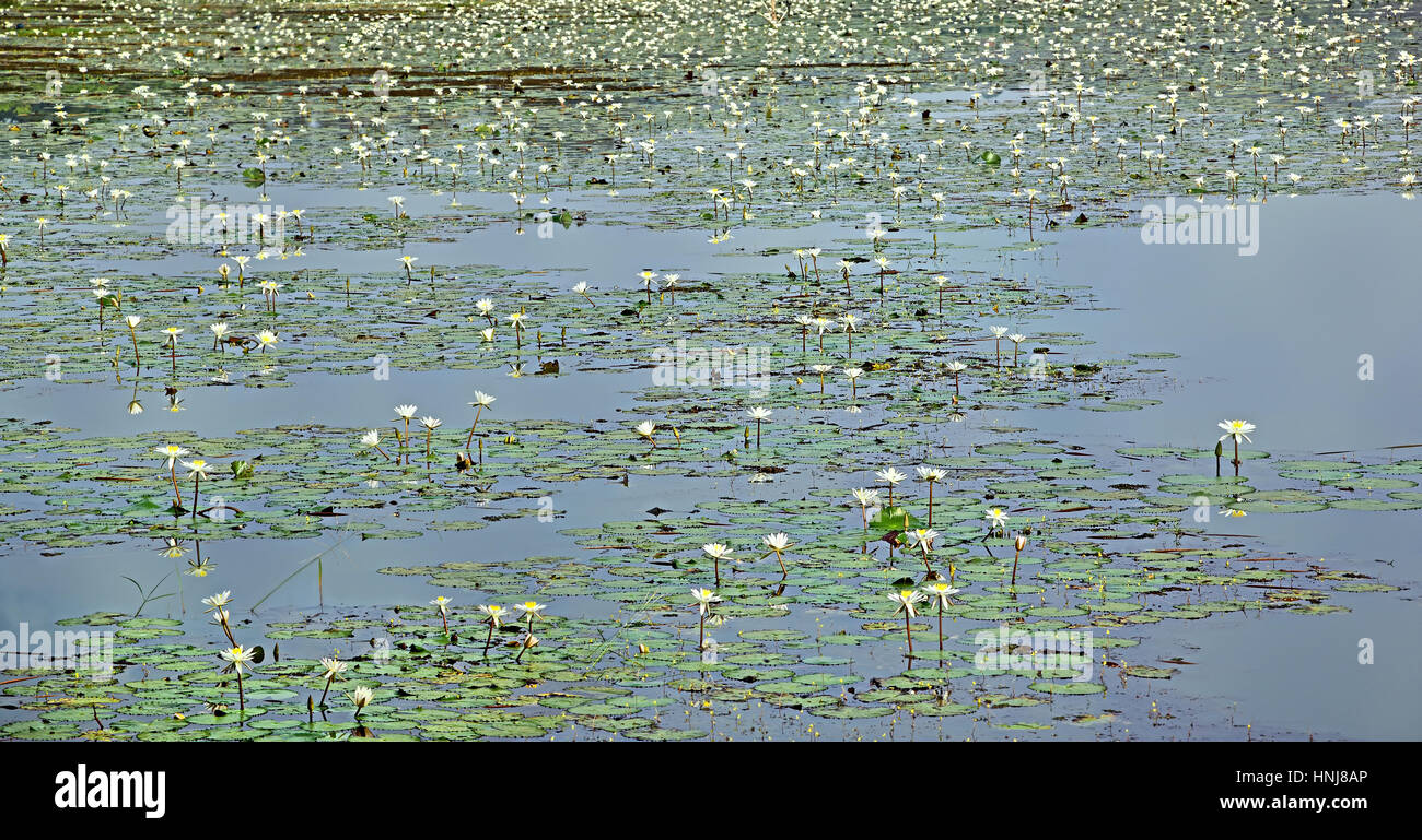 Blooming white water lily plants and floating leaves in Carambolim Lake ...