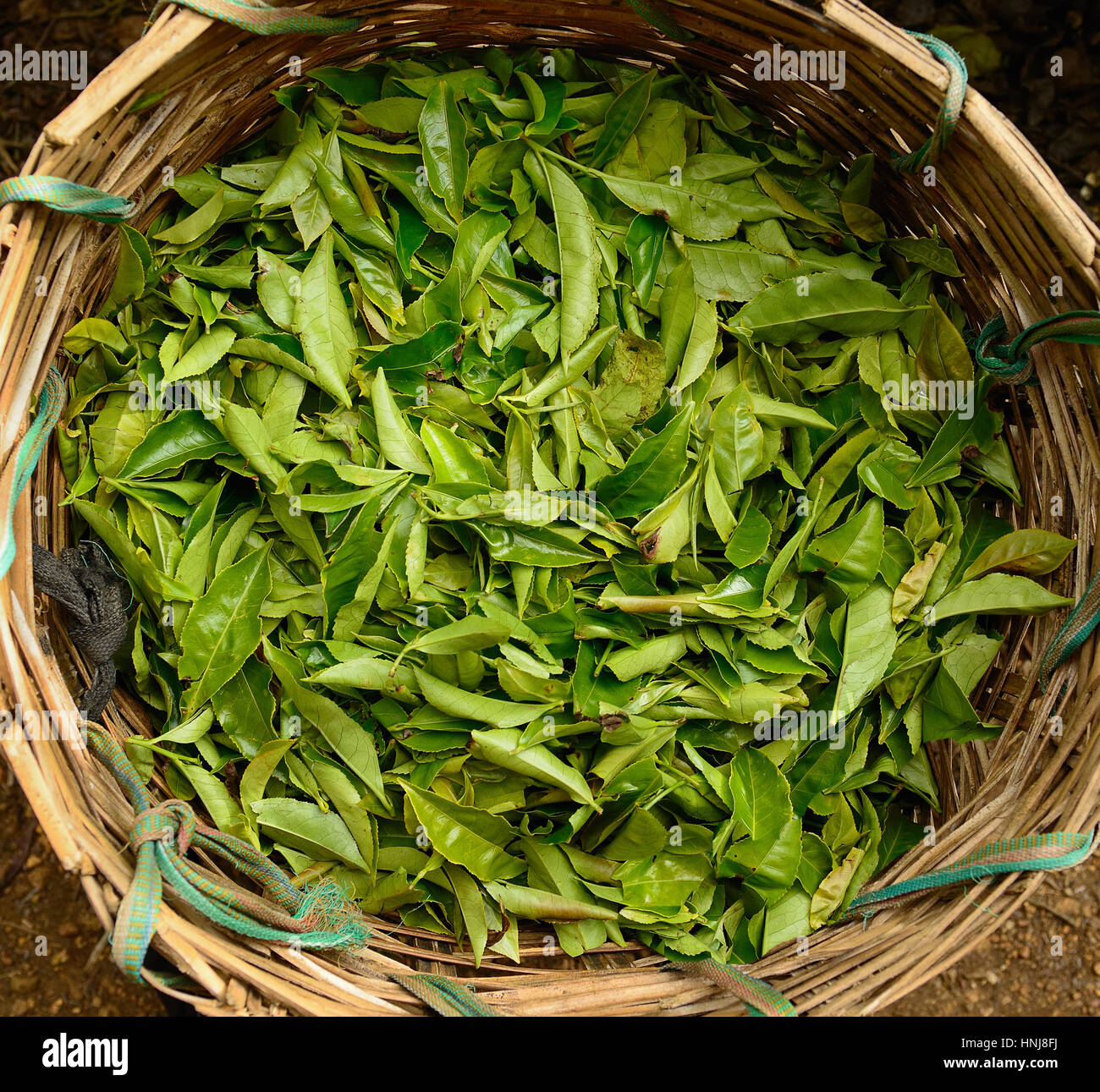 Fresh Tea Leaves