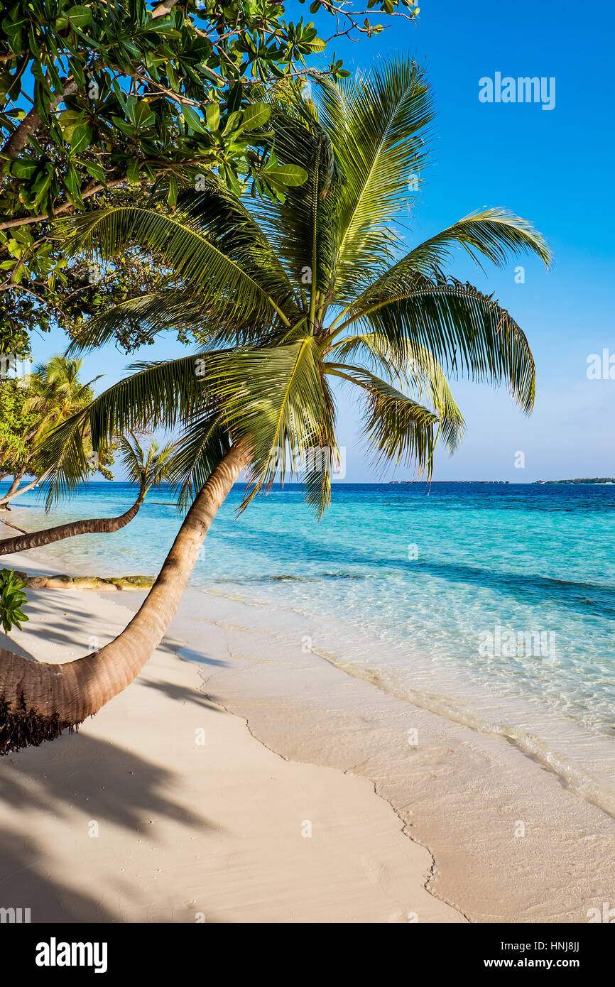 Sunny nature exotic coast beach hi-res stock photography and images - Alamy