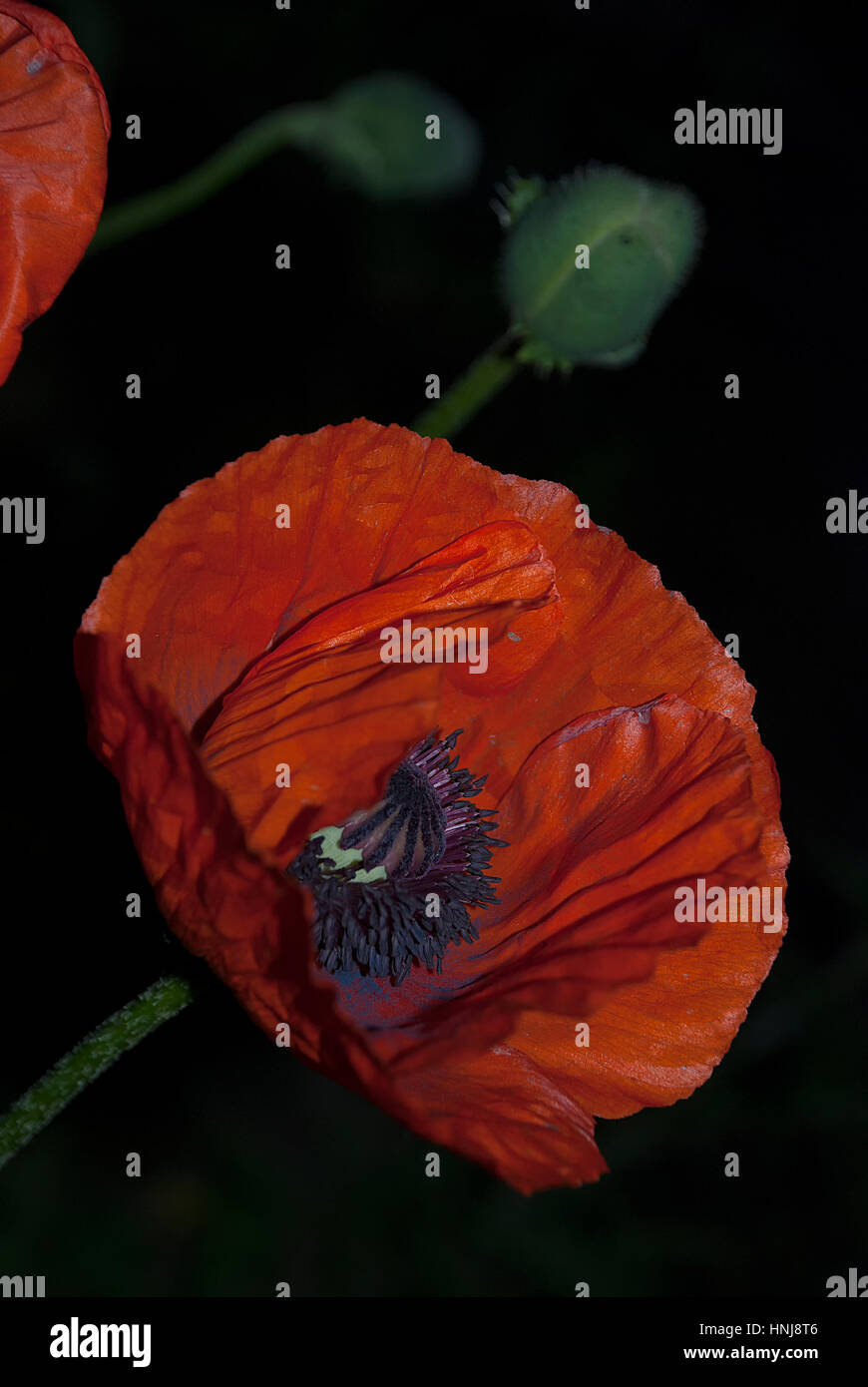 poppy and a green leaves at night Stock Photo - Alamy