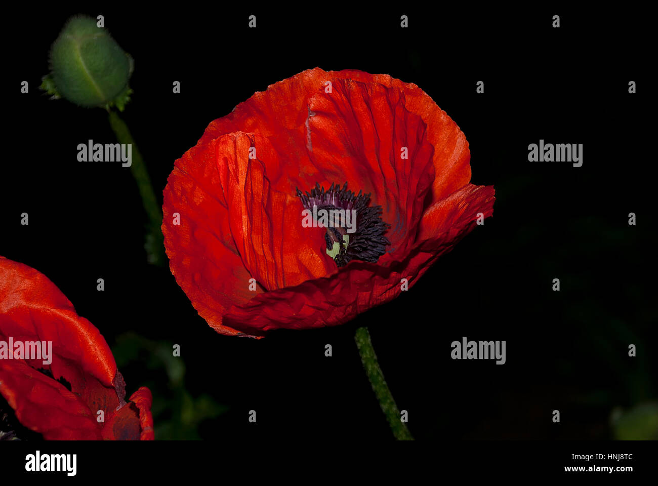 poppy and a green leaves at night Stock Photo - Alamy