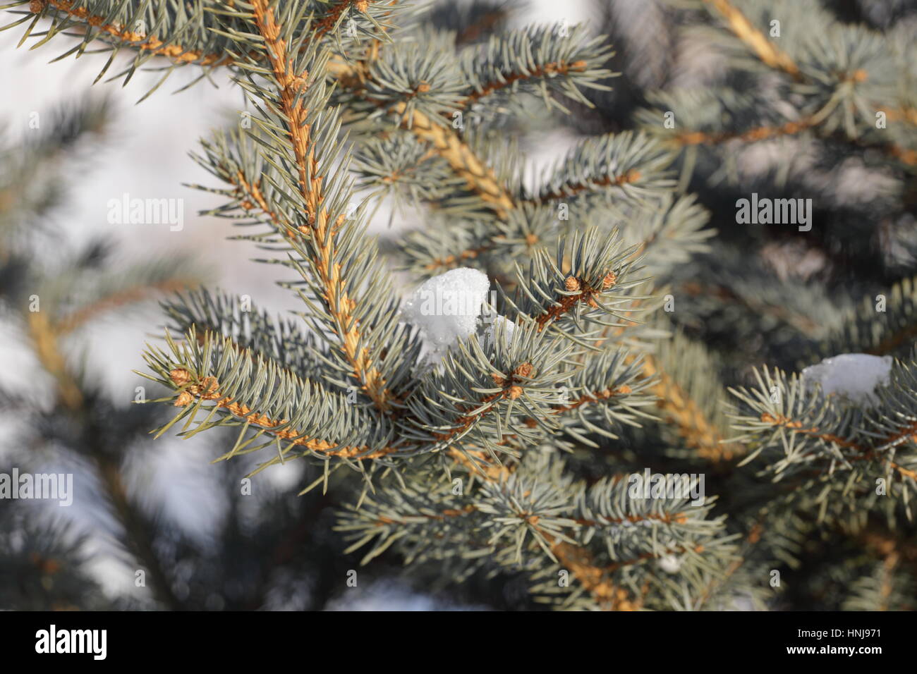 Snow-covered pine branch Stock Photo - Alamy