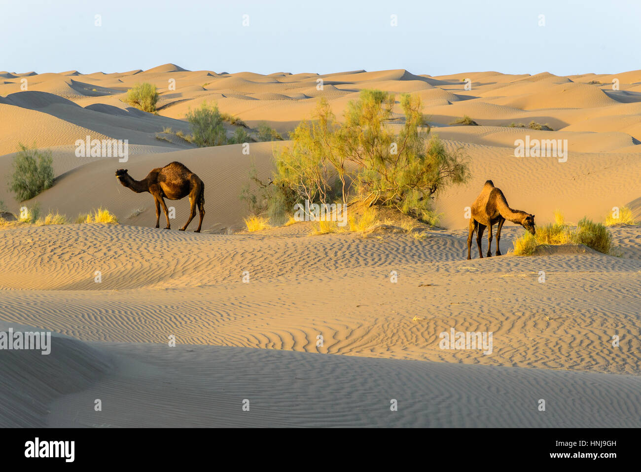 wild camels in the sand dunes of desert Dasht-e Kavir, Farahzad, Iran ...