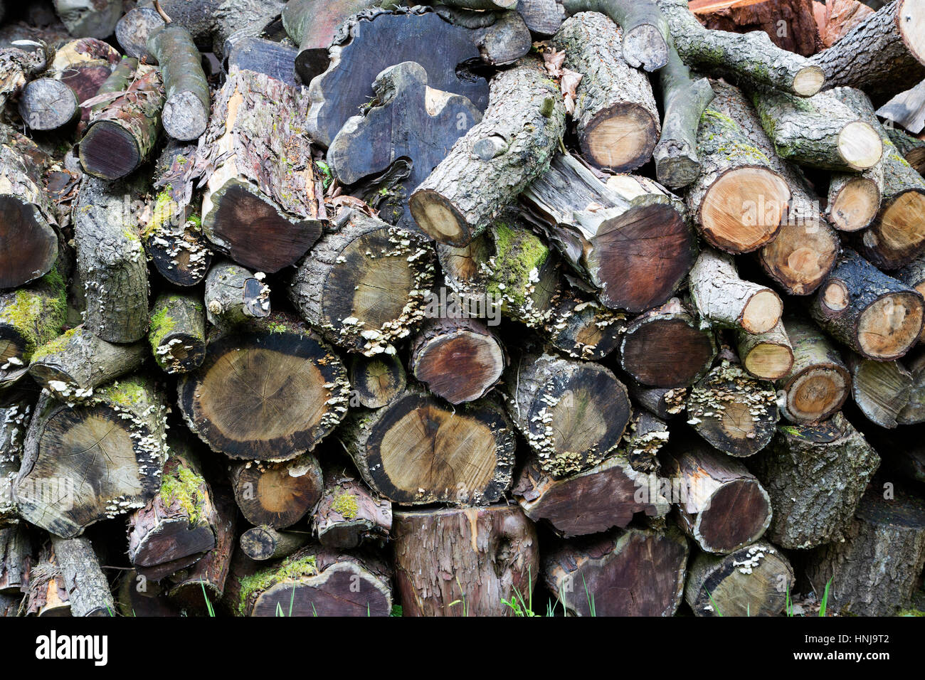 Log pile hi-res stock photography and images - Alamy