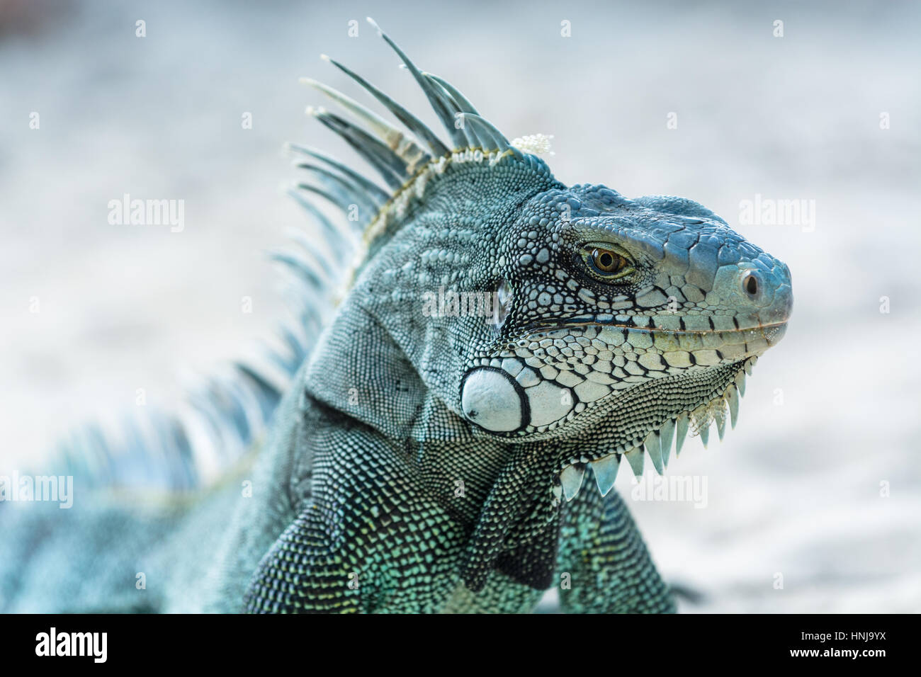 grey blue iguana, Guadeloupe Stock Photo - Alamy