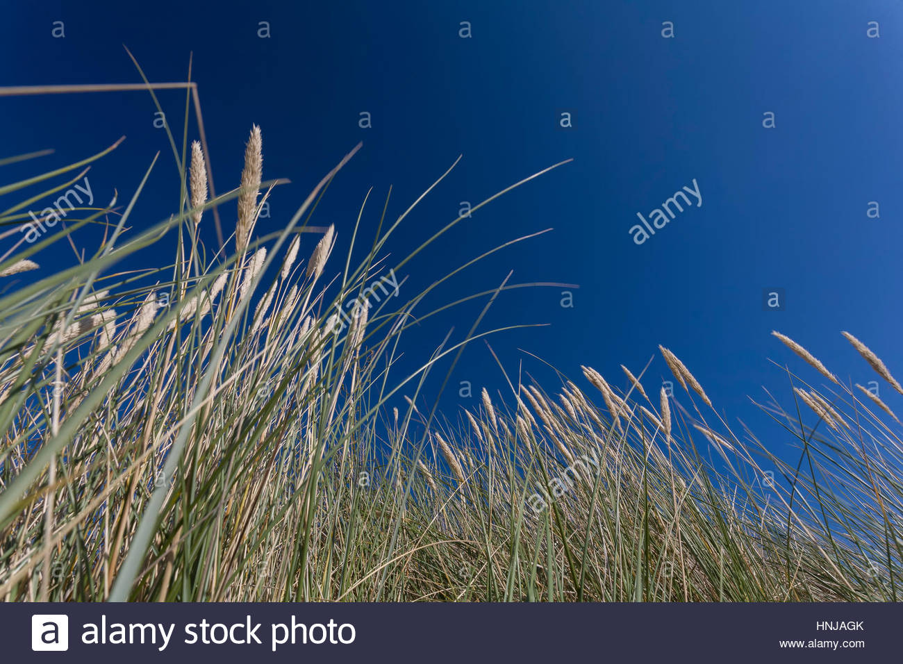 Coastal Dune Restoration Stock Photos & Coastal Dune Restoration Stock ...