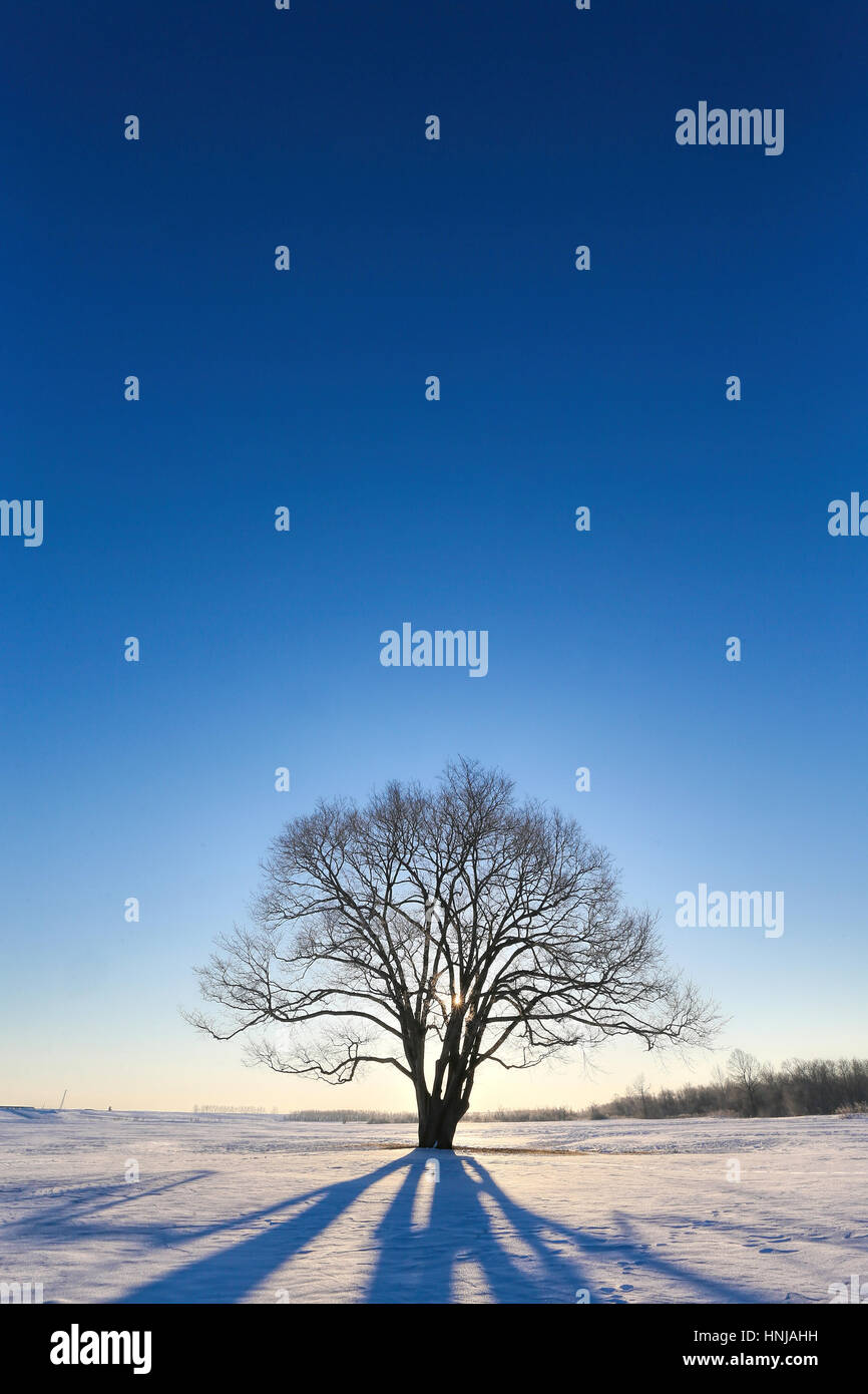 Japanese elm tree Stock Photo - Alamy