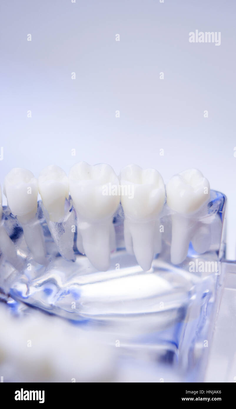 Dentists tooth plastic model used for teaching, learning and patient ...