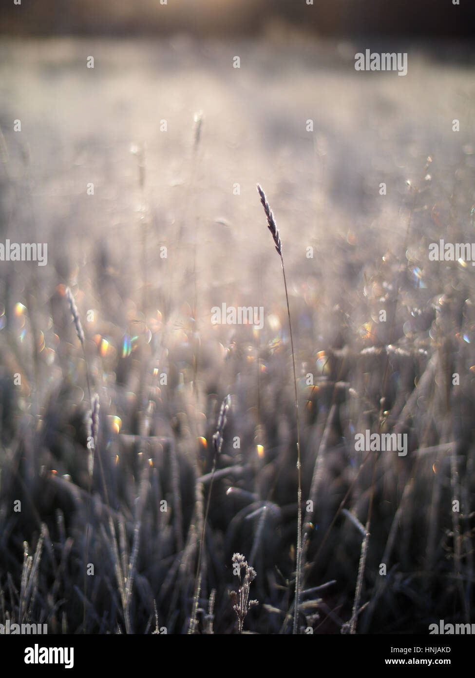 Very early morning in winter hi-res stock photography and images - Alamy